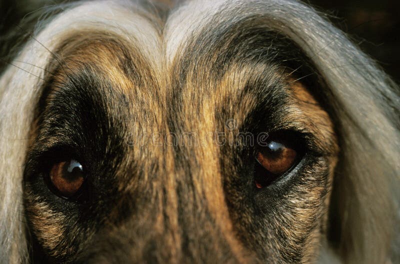 Afghan Hound, Close-up of Head Stock Image - Image of portrait, hound ...