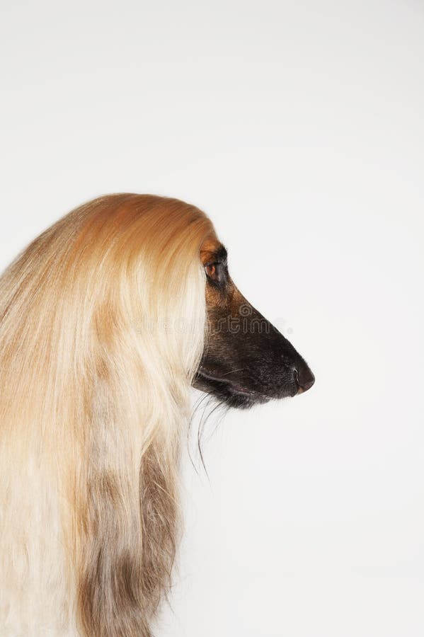Photo of Afghan Hound Close-up Profile Stock Photo - Image of grooming ...