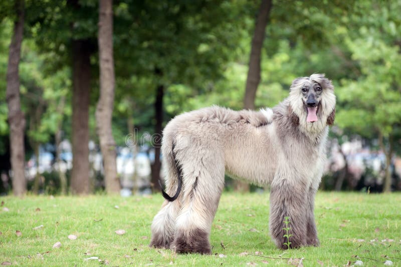 Afghan Hound Is A Mixed Breed