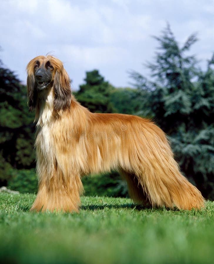 AFGHAN HOUND, ADULT LAYING DOWN on GRASS Stock Photo - Image of animal ...