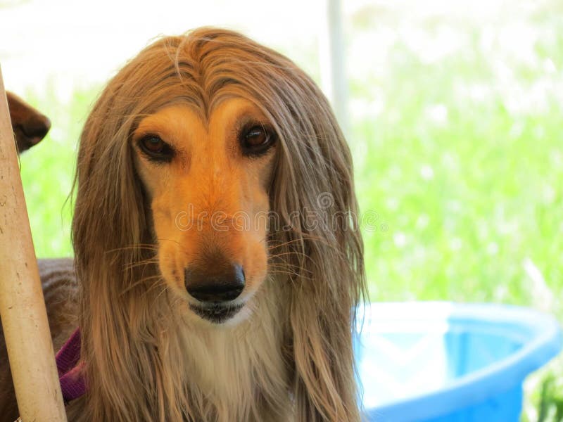 Afghan Hound Female in the Shade. Stock Photo - Image of hound, female ...