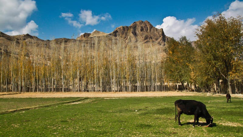 Afghan landscape stock image. Image of farm, irrigated - 21944129