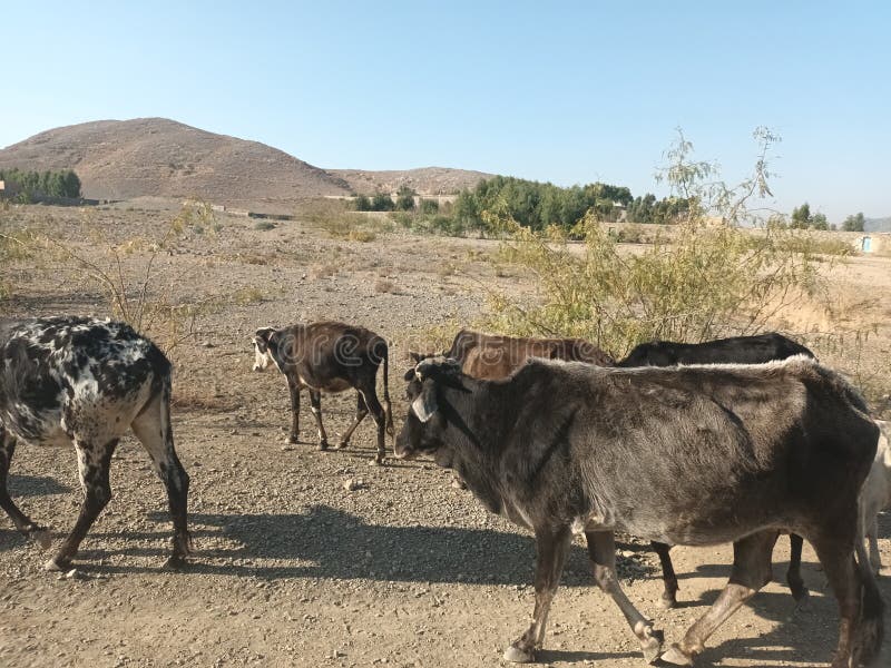 The Afghanistan Side Trip Skinny Cow on Roaming Stock Photo - Image of ...