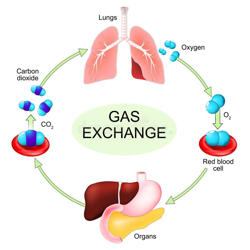 Gas Exchange Process. Breathing, Inhalation and Exhalation Ilustración ...