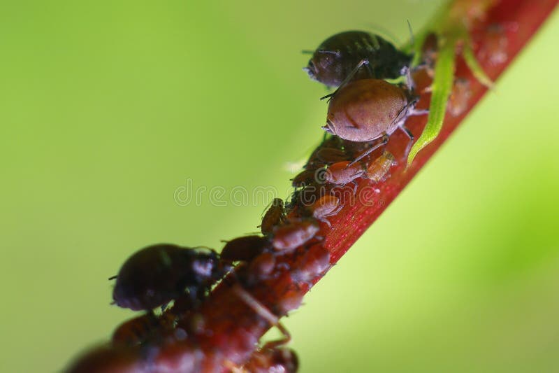 Afidi rossi immagine stock. Immagine di afide, natura - 15386133