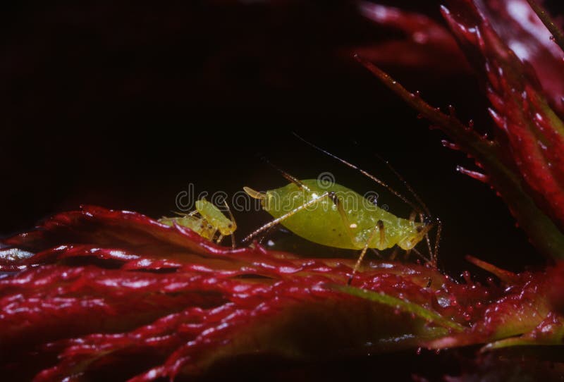 Afidi immagine stock. Immagine di famiglie, alimentazione - 18174041