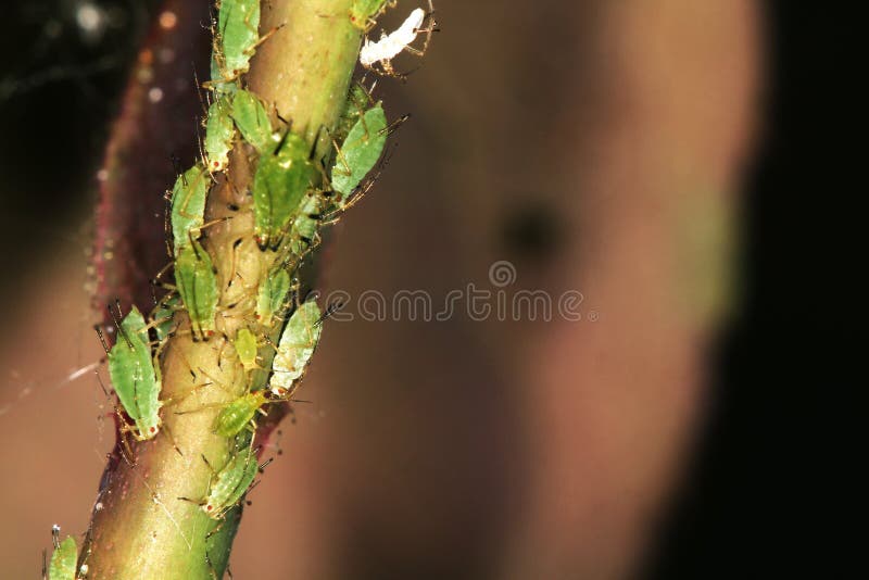 Afidi Sul Germoglio Rosa Insetti Verdi Dell'afide Che Succhiano Linfa ...