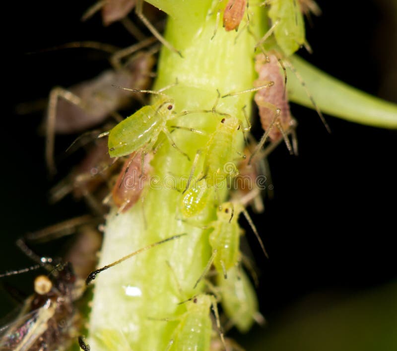 Afidi sulla pianta fine immagine stock. Immagine di piccolo - 95410267