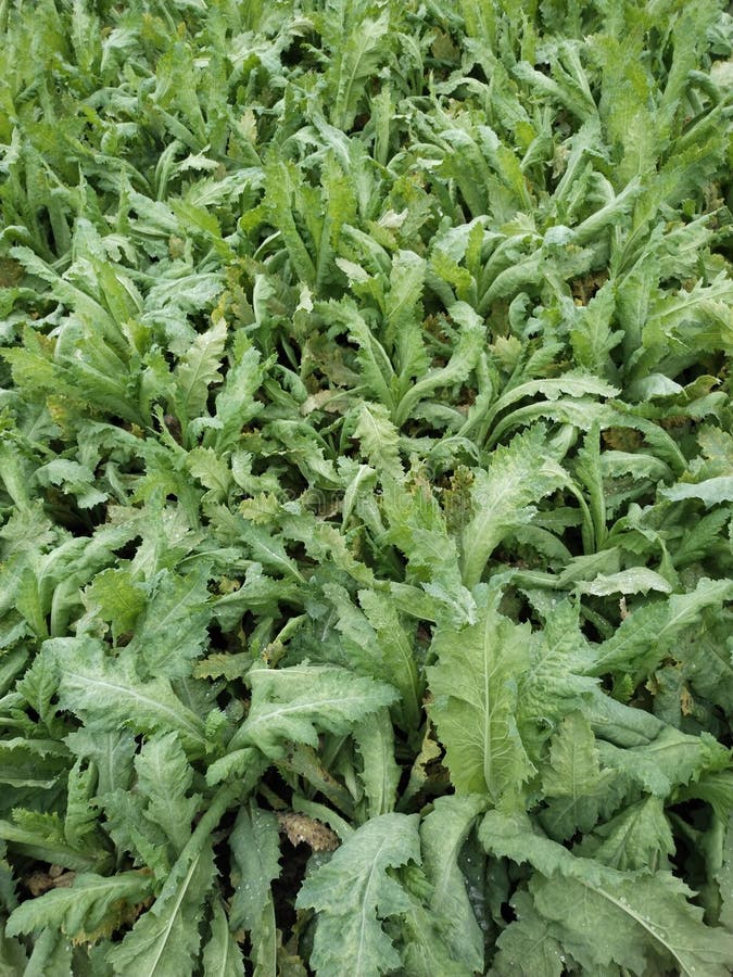 Afim Stock Photos - Free & Royalty-Free Stock Photos from Dreamstime