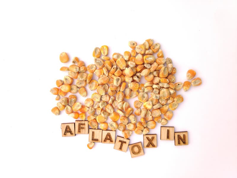 Aflatoxin in Corn, Poultry Feed Problem Stock Photo - Image of mold ...