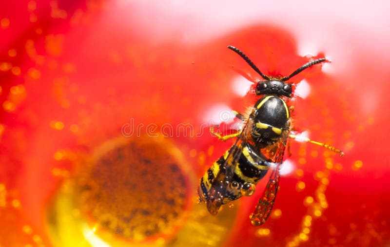 Afogue a vespa em um vinho foto de stock. Imagem de bebida - 31663502