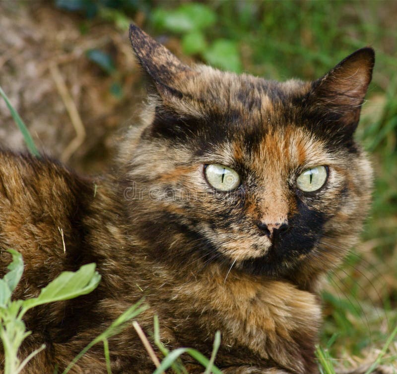 Afraid cat stock image. Image of animals, european, beautiful - 5866931