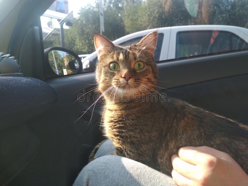 Afraid Cat in a Car. Carriage of Pets Stock Image - Image of interior ...