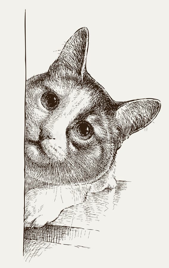 Afraid cat stock vector. Illustration of feline, cute - 50709202