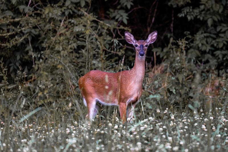 Afraid Deer at Dusk Looking at the Camera with Trees Background Stock ...