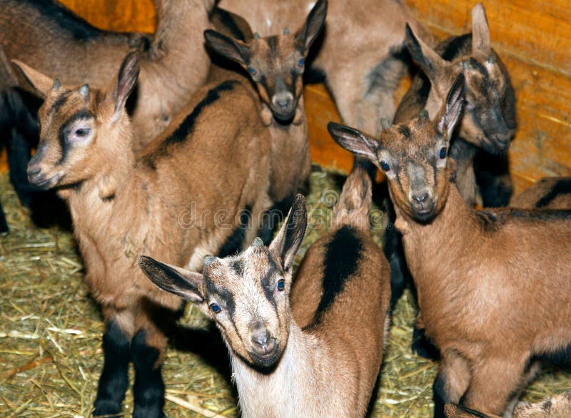 Afraid Goats in the Stable with Straw and Black Paws Stock Image ...