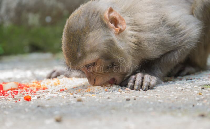 Afraid Monkey Eating Rice Stock Photos - Free & Royalty-Free Stock ...