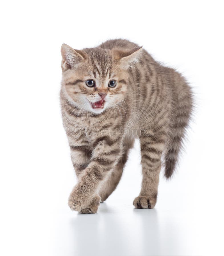 Afraid or Scared Funny Kitten Cat Isolated Stock Photo - Image of brown ...