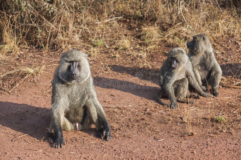 Angry baboon stock photo. Image of human, face, black - 20461968