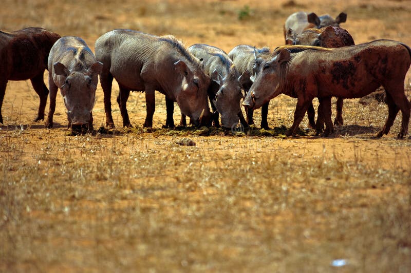 Africa stock photo. Image of animal, kenya, wild, wilderness - 35286098