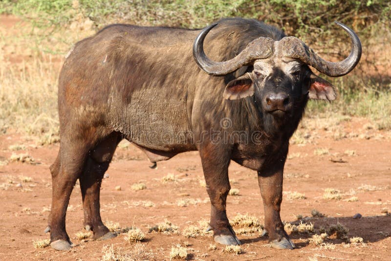 Africa Buffalo Standing on Road Stock Photo - Image of africa, park ...