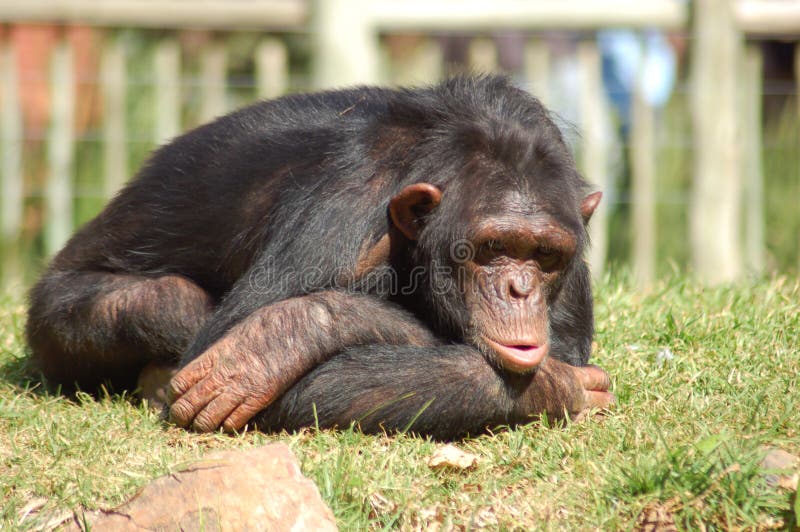 Chimpanzee stock photo. Image of upside, goofy, happy - 30713058
