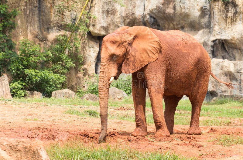 Africa Elephant Coated Body with Red Mud Stock Photo - Image of little ...
