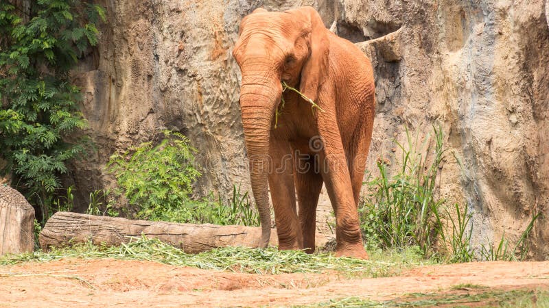 Africa Elephant Coated Body with Red Mud Stock Photo - Image of bigfive ...