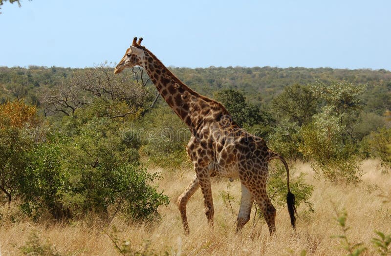 Giraff arkivfoto. Bild av roligt, medf8ort, livstid, behagfullt - 3734144