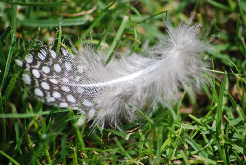 Africa Guinea Fowl Feather stock image. Image of spotted - 25390333
