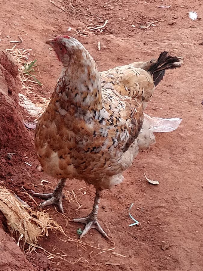Africa Hen Ugandan Hen Poultry Chicken Stock Image - Image of poultry ...