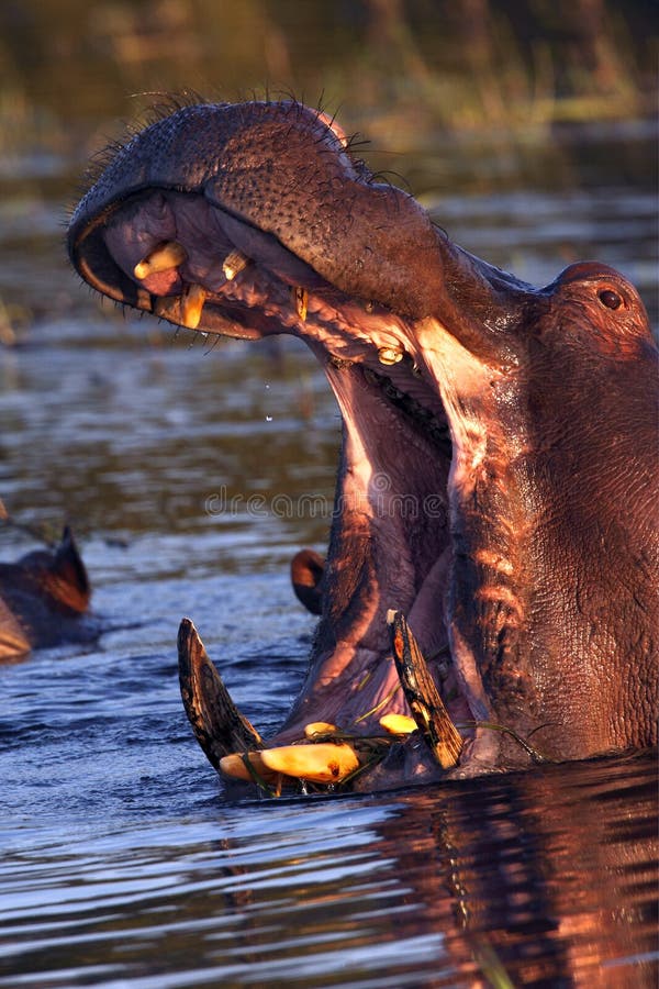 Afrykański Hipopotamowy Ziewanie Obraz Stock - Obraz złożonej z natura ...