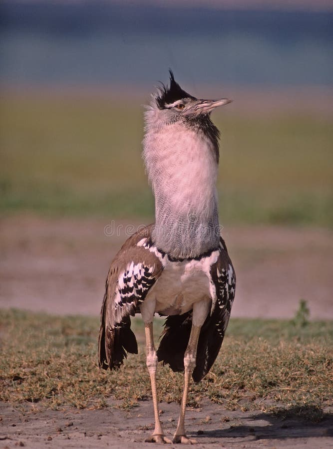 Kori Bustard Ardeotis kori stock photo. Image of guineafow - 89266528