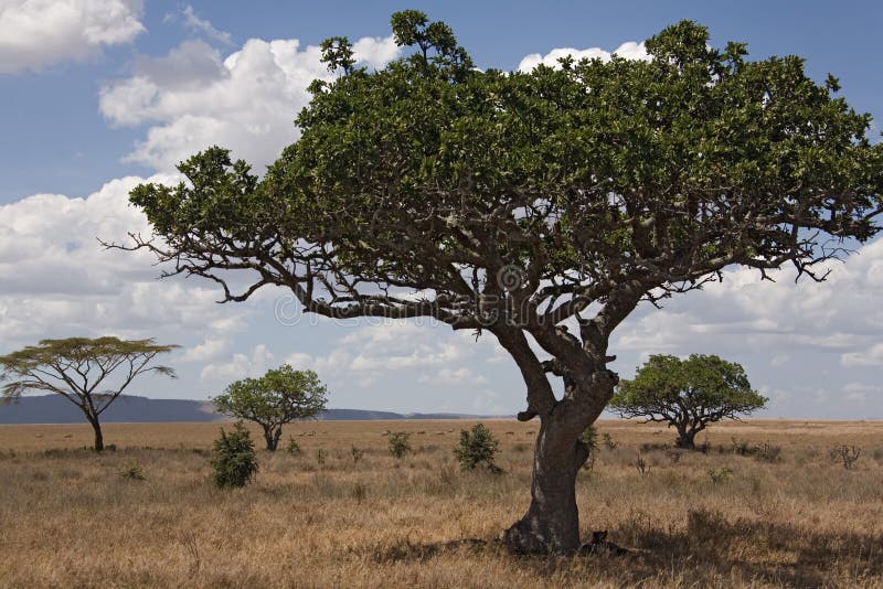 African Scenery stock photo. Image of beautiful, tanzania - 167334