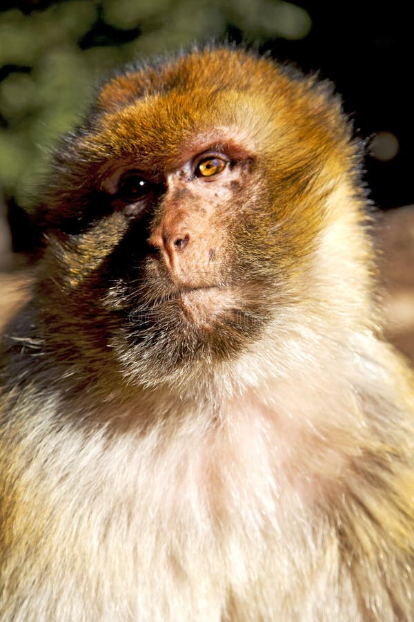 Africa in Morocco Cedar Forest Stock Photo - Image of morocco, animal ...