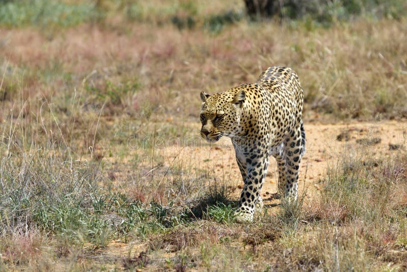 Africa. Namibia. leopard stock image. Image of portrait - 66559917