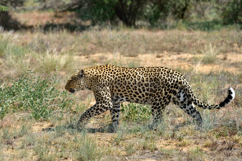 Africa. Namibia. leopard stock photo. Image of bush, park - 66559990
