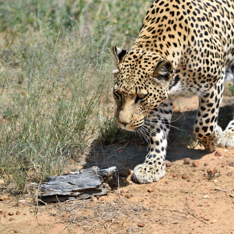Africa. Namibia. leopard stock photo. Image of dangerous - 66783772