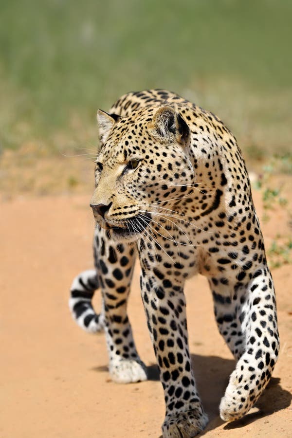 Africa. Namibia. leopard stock image. Image of natural - 69726499