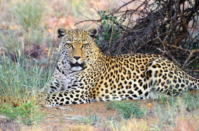 Africa. Namibia. leopard stock photo. Image of mammal - 80682696