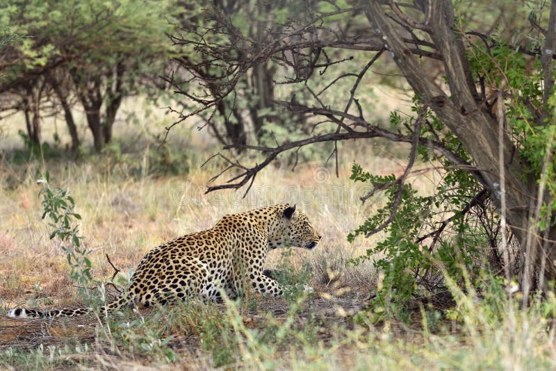 Africa. Namibia. leopard stock photo. Image of life, rest - 75237798