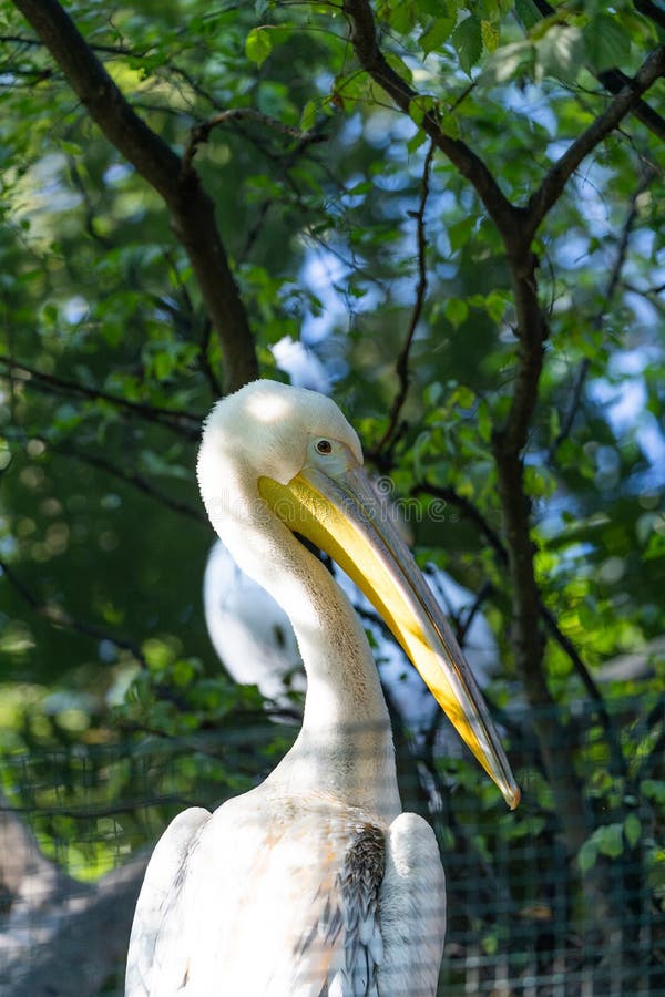 Africa S Soaring Majesty - Great White Pelican (Pelecanus Onocrotalus ... Africa S Soaring Majesty - Great White Pelican (Pelecanus Onocrotalus ...