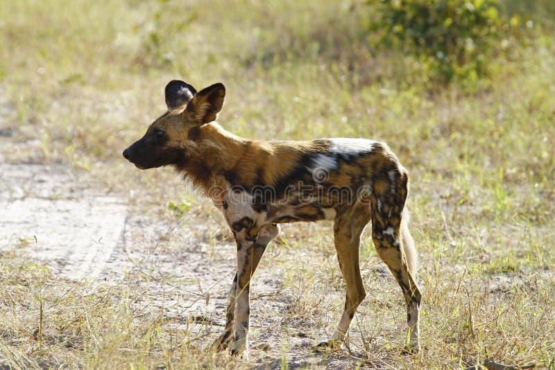 Africa S Wild Hunting Dog: Painted Wolf Stock Photo - Image of four ...