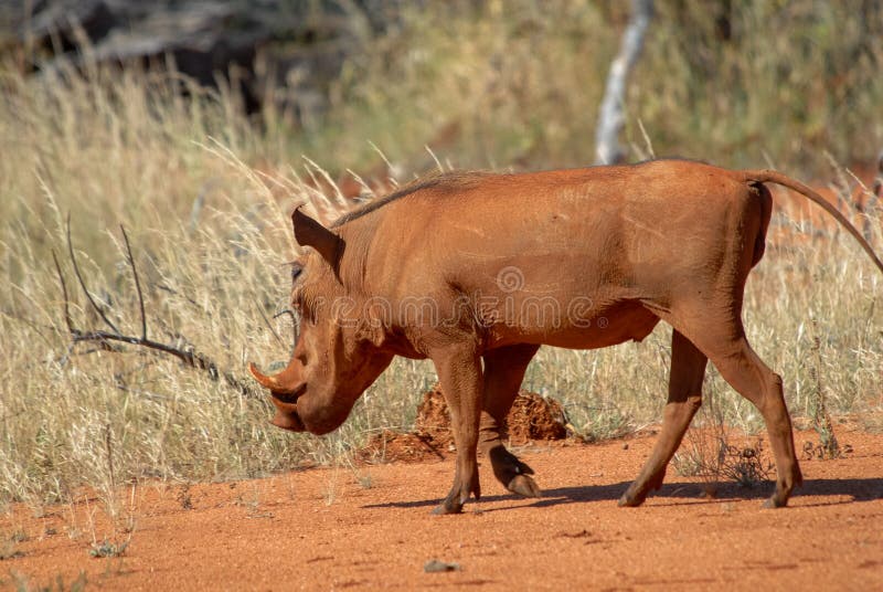 Africa stock image. Image of hooves, savannah, wilderness - 35564023