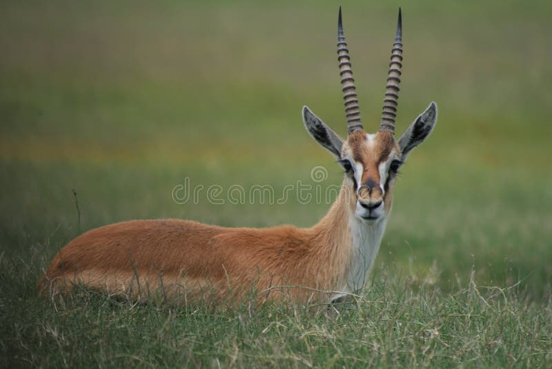 Africa Serengeti Impale Close-up Stock Photo - Image of reserve ...