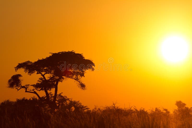 Zebra Portrait On African Sunset With Acacia Background. Map, Continent ...