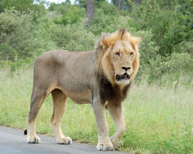Africa Wildlife: African Lion Stock Image - Image of mane, big5: 7325363