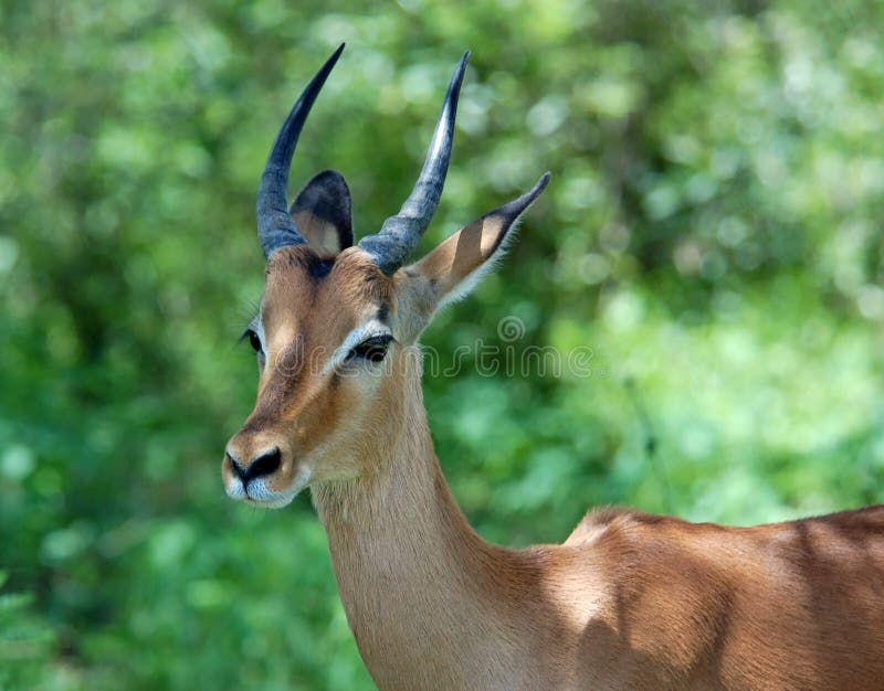 Impala stock photo. Image of botswana, ears, zambia, nature - 11059888