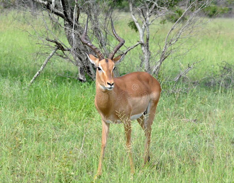Africa Wildlife: Impala stock image. Image of southern - 17691125