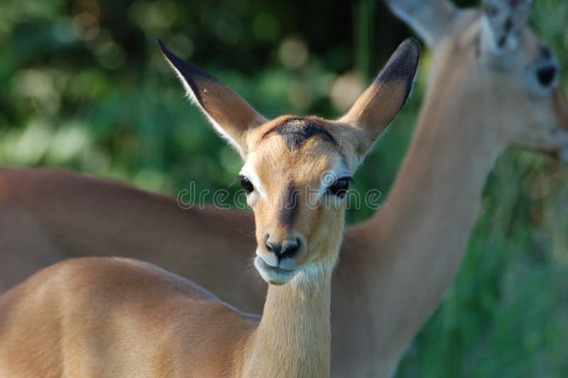 Nyala buck in South Africa stock image. Image of lions - 39425315